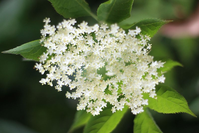 Recept vlierbloesemchampagne – voedseltuinijplein.nl